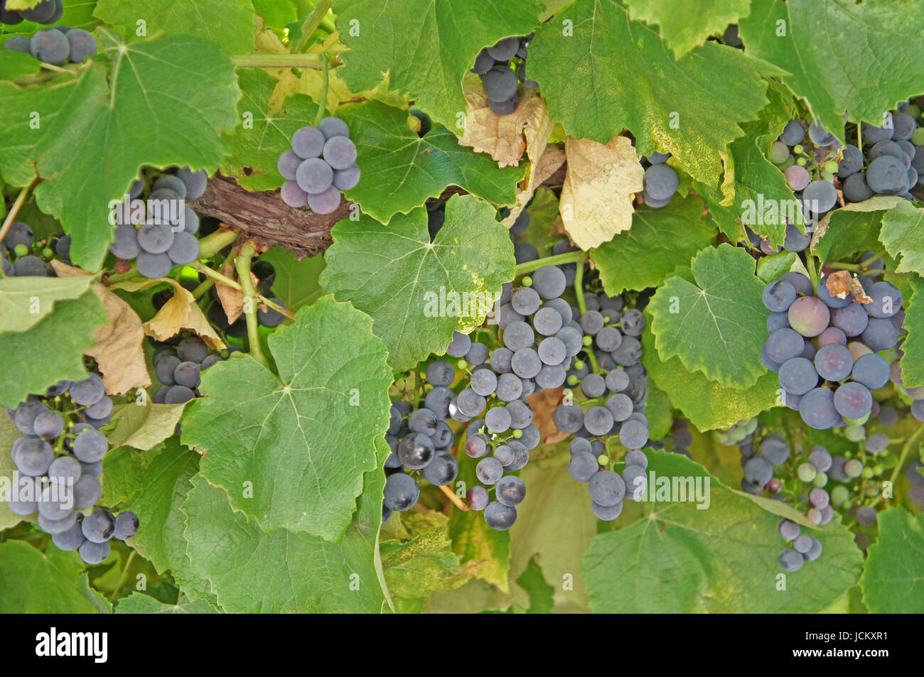 Spalier weintrauben hi-res stock photography and images - Alamy