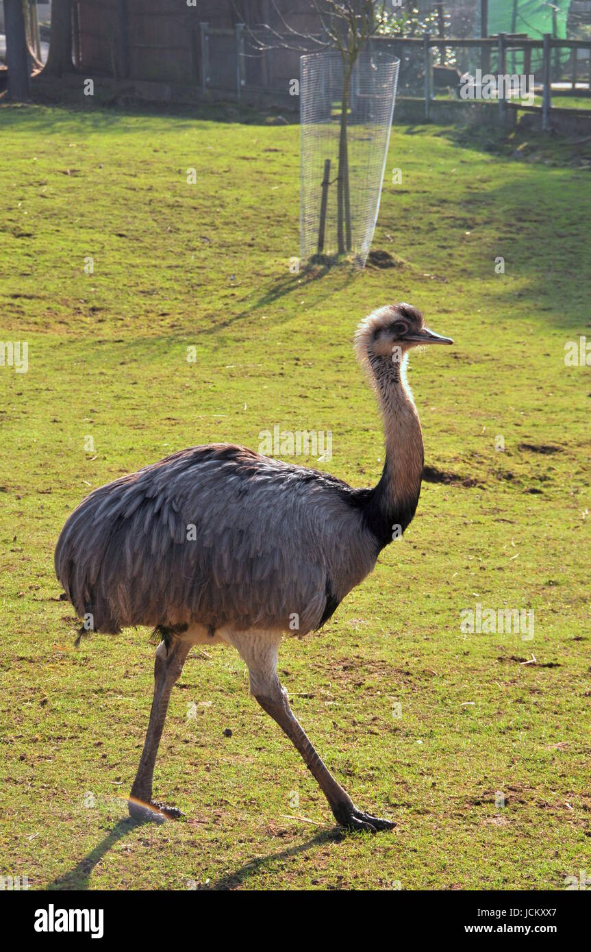 Halsbefiederung hi-res stock photography and images - Alamy