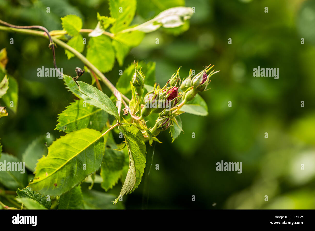 Beautiful rose with buds hi-res stock photography and images - Alamy
