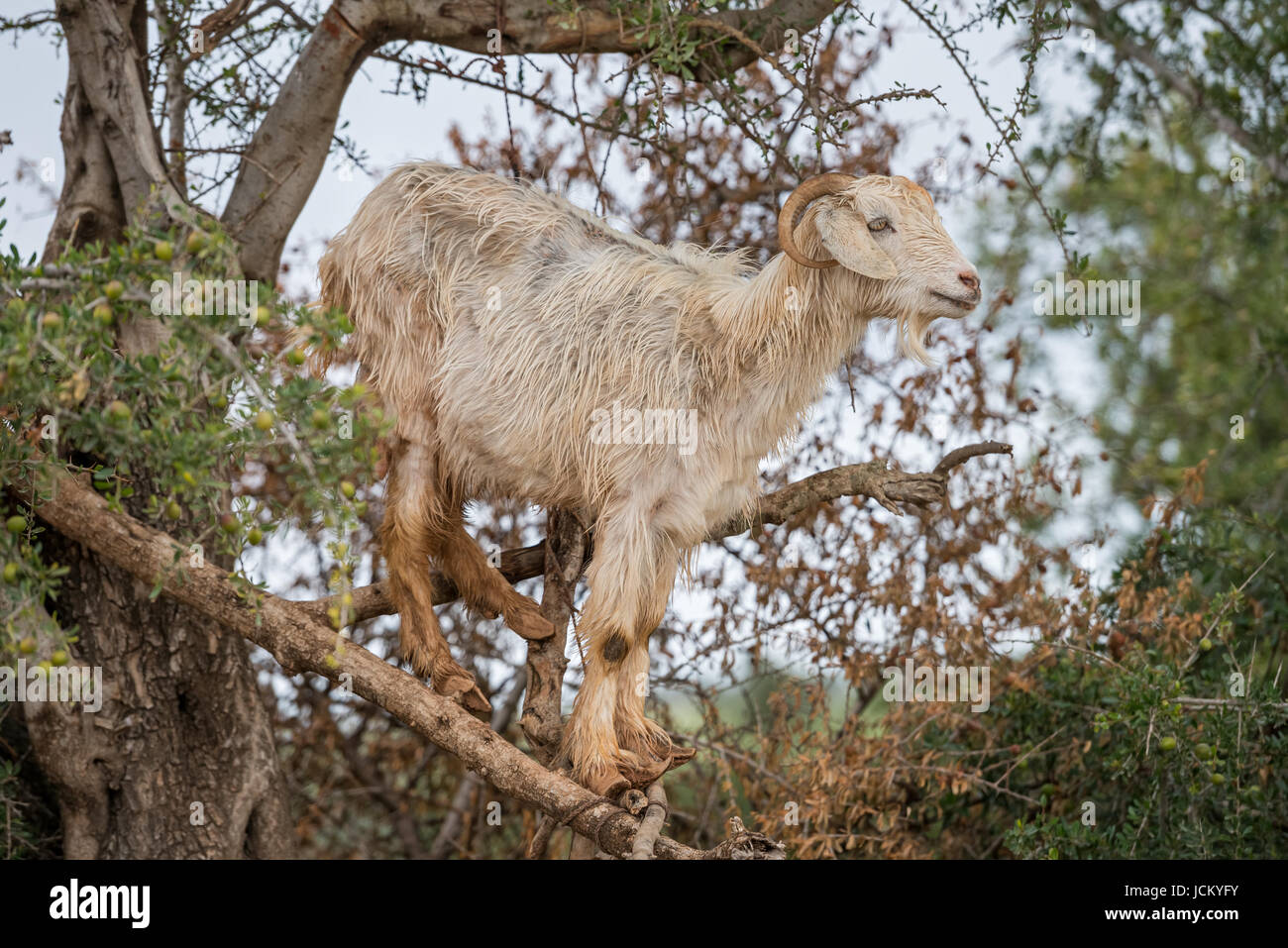 Goats in tree in essaouira hi-res stock photography and images - Alamy