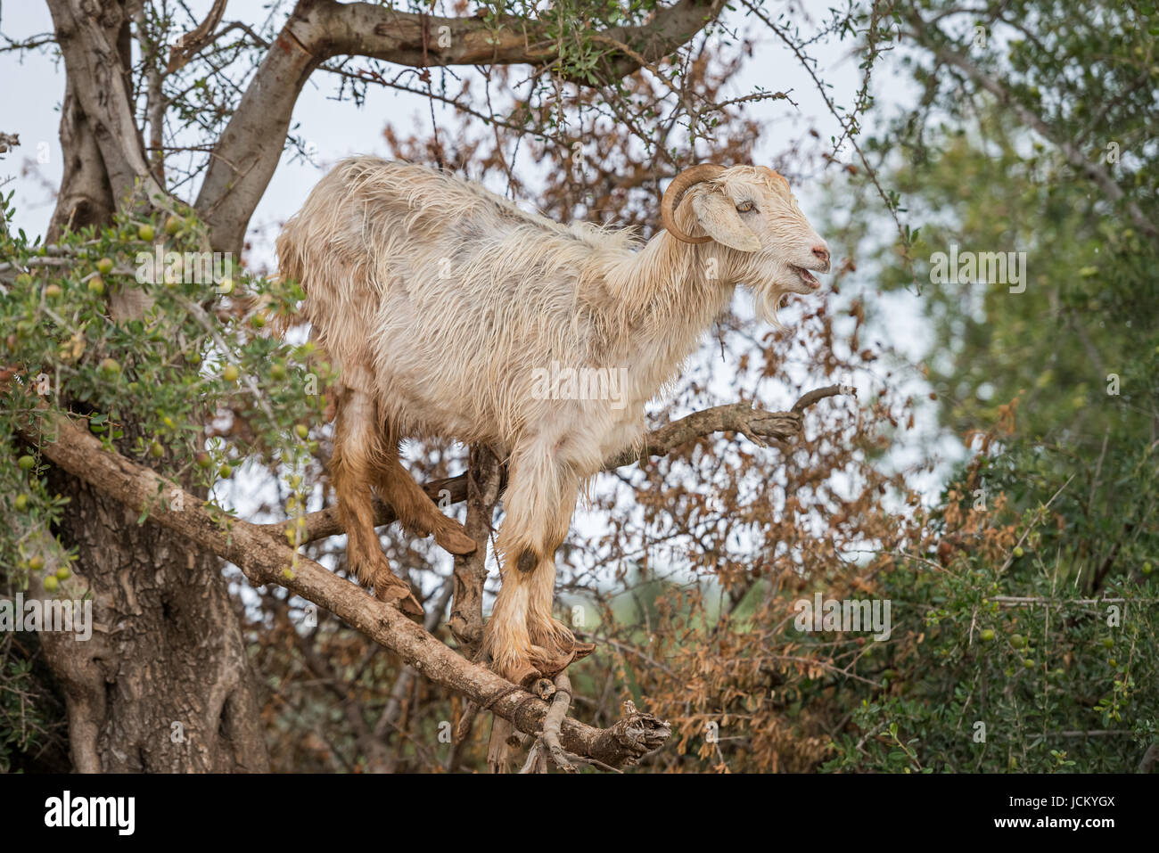 Goat on a tree hi-res stock photography and images - Alamy