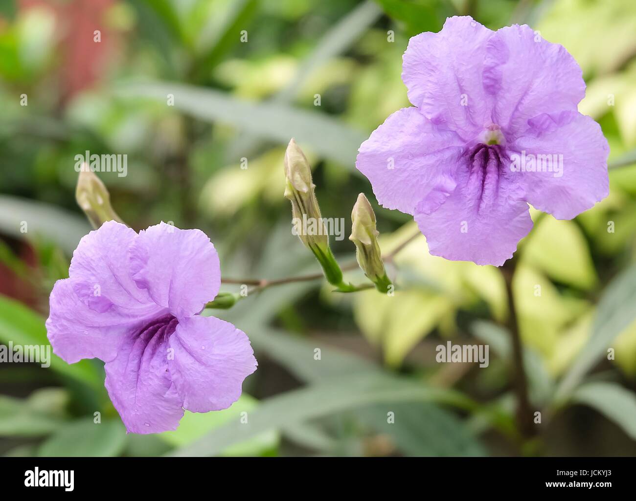 Close Up of Two Fresh Purple Ruellia Tuberosa, Minnieroot, Fever Root ...