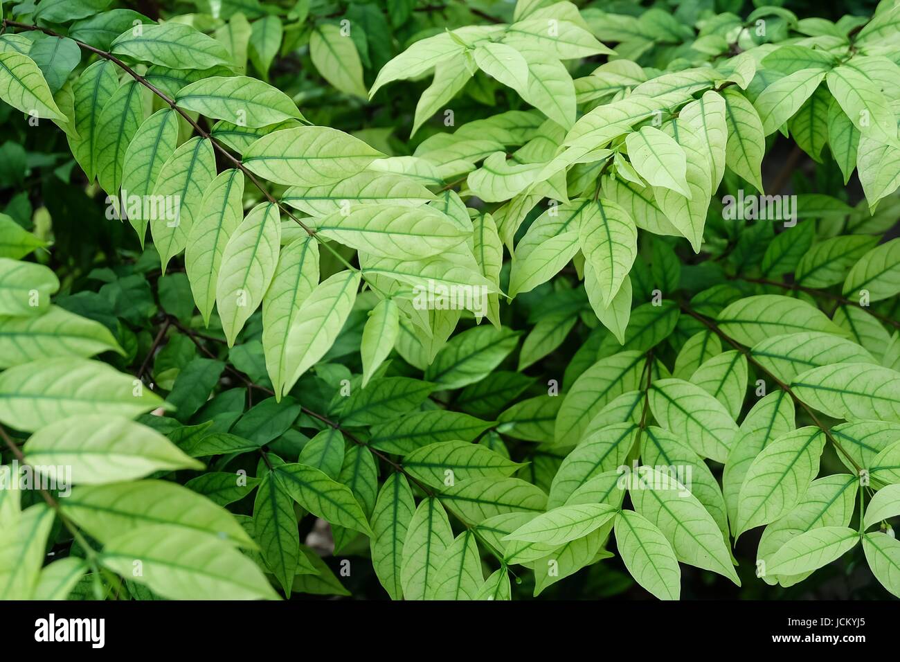 Background Pattern, Vertical Green Leaves Textured or Green Bush ...