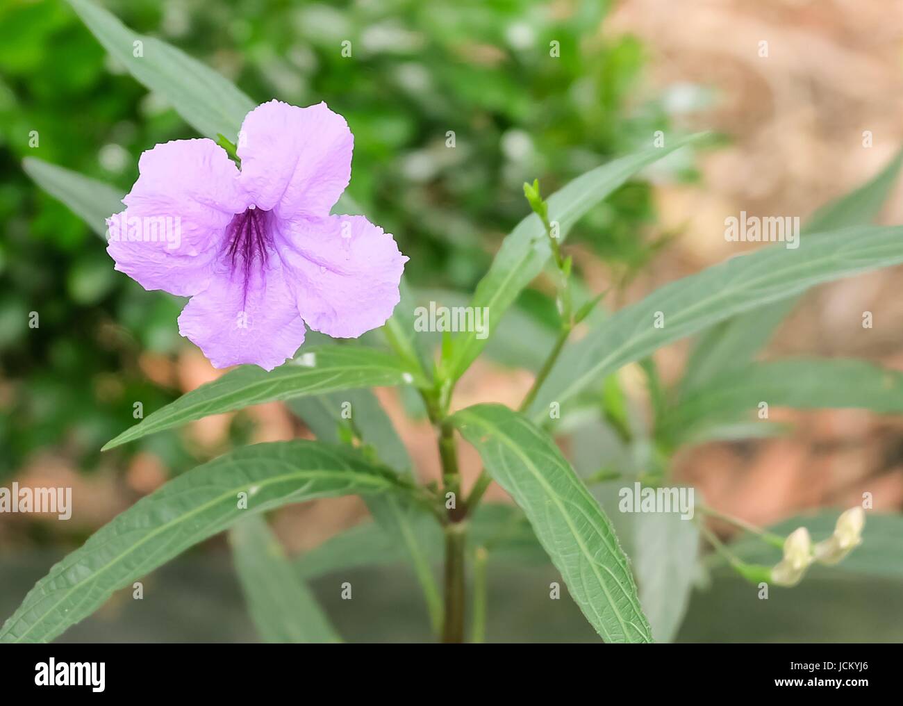 Minnieroot hi-res stock photography and images - Alamy