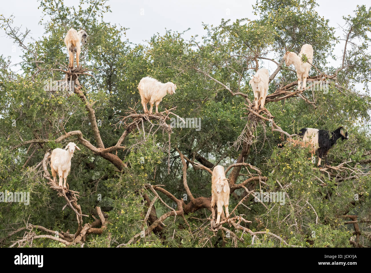 Goat on a tree in Morocco Stock Photo - Alamy