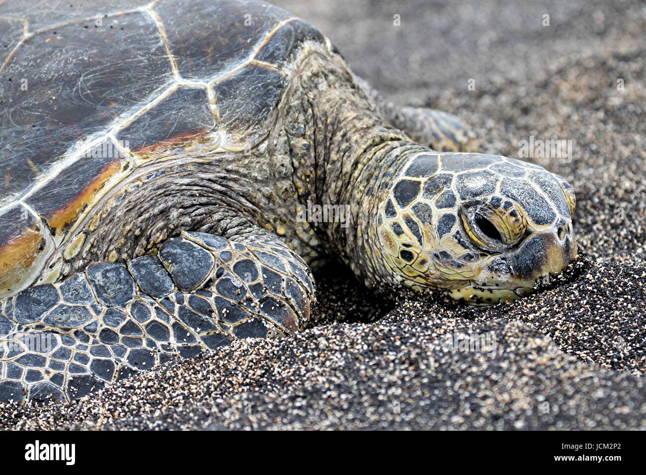 Turtle sand figure hi-res stock photography and images - Alamy