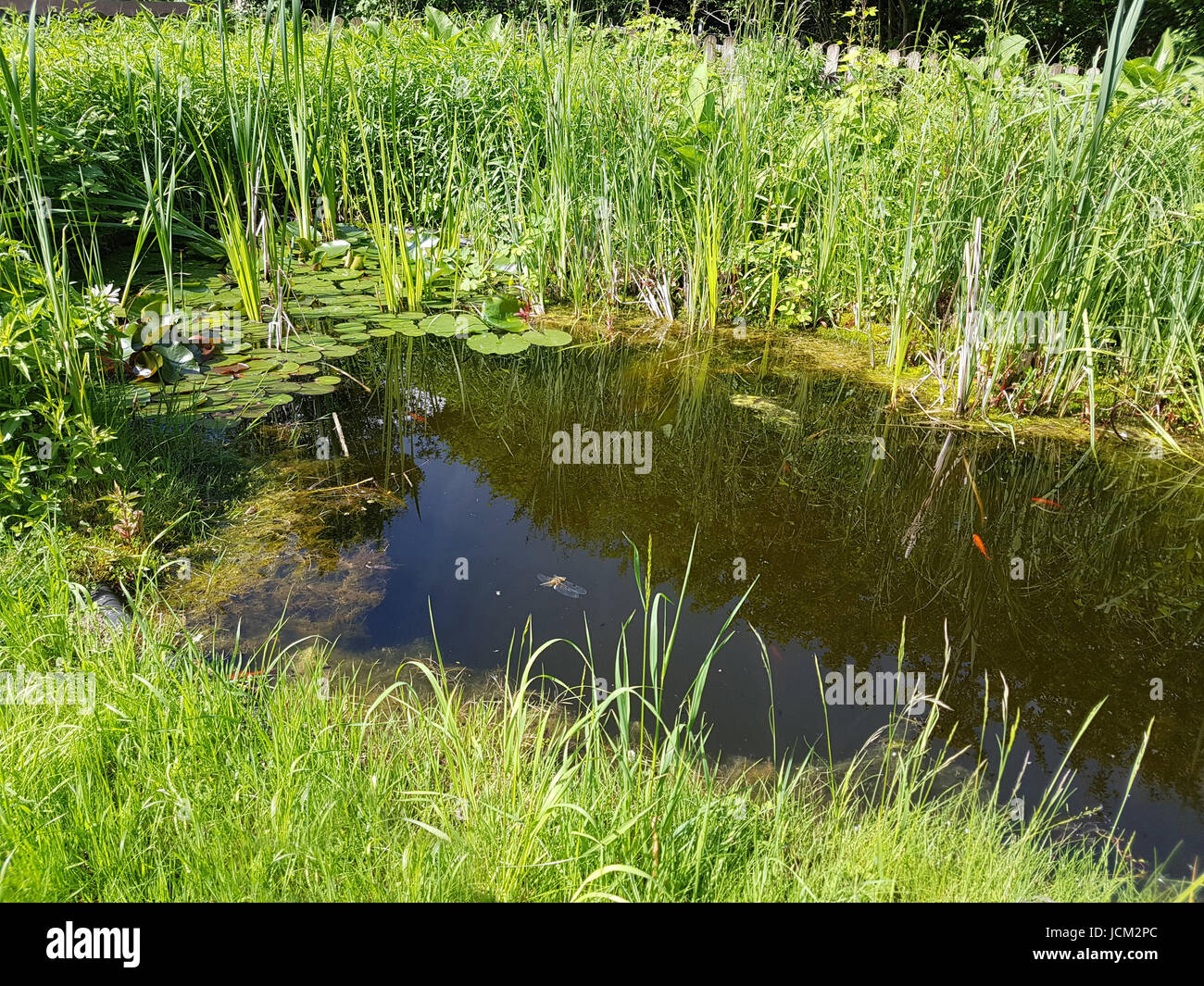 Teich biotop hi-res stock photography and images - Alamy