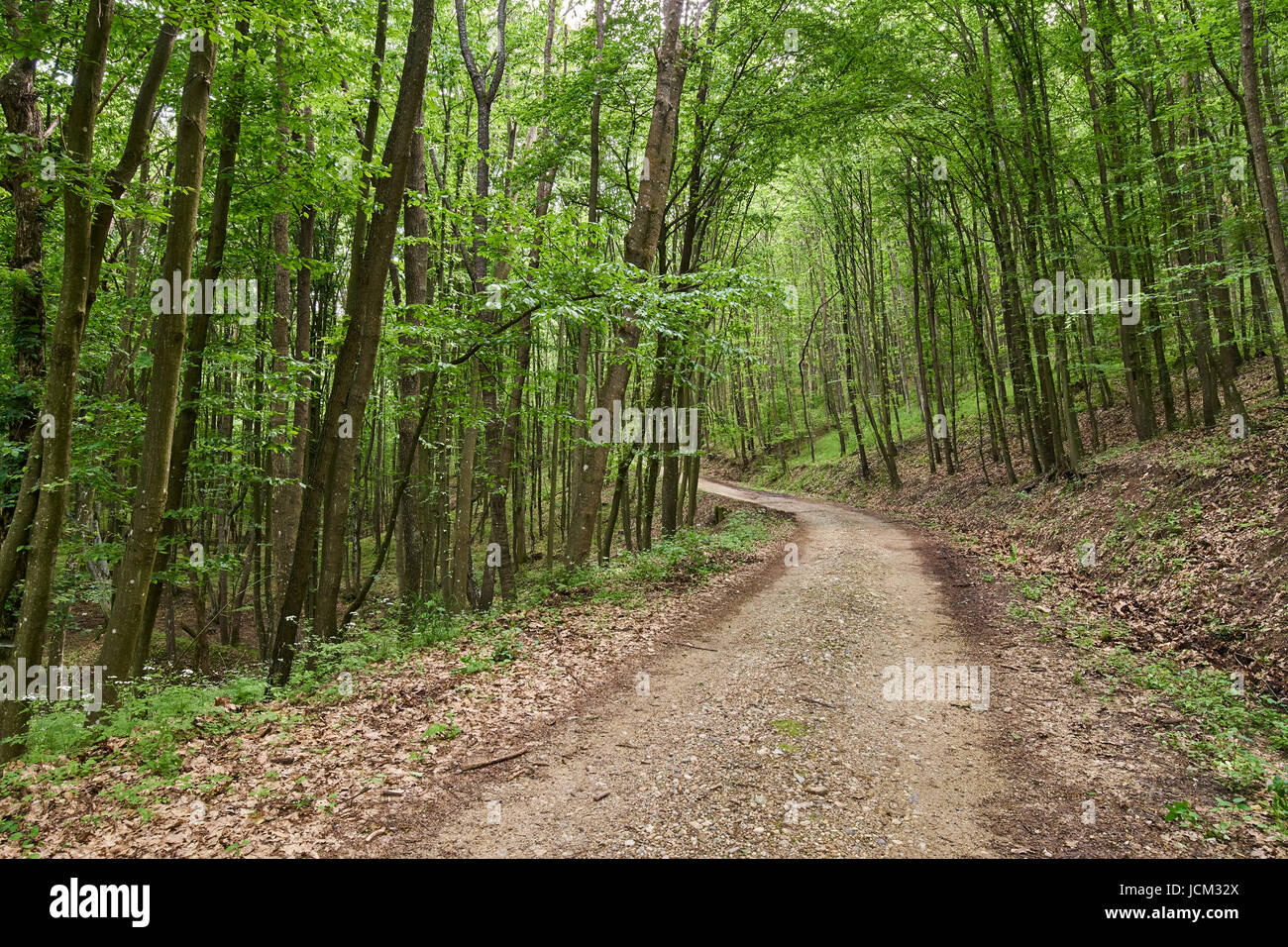 A gravel road going through a deciduous forest Stock Photo - Alamy