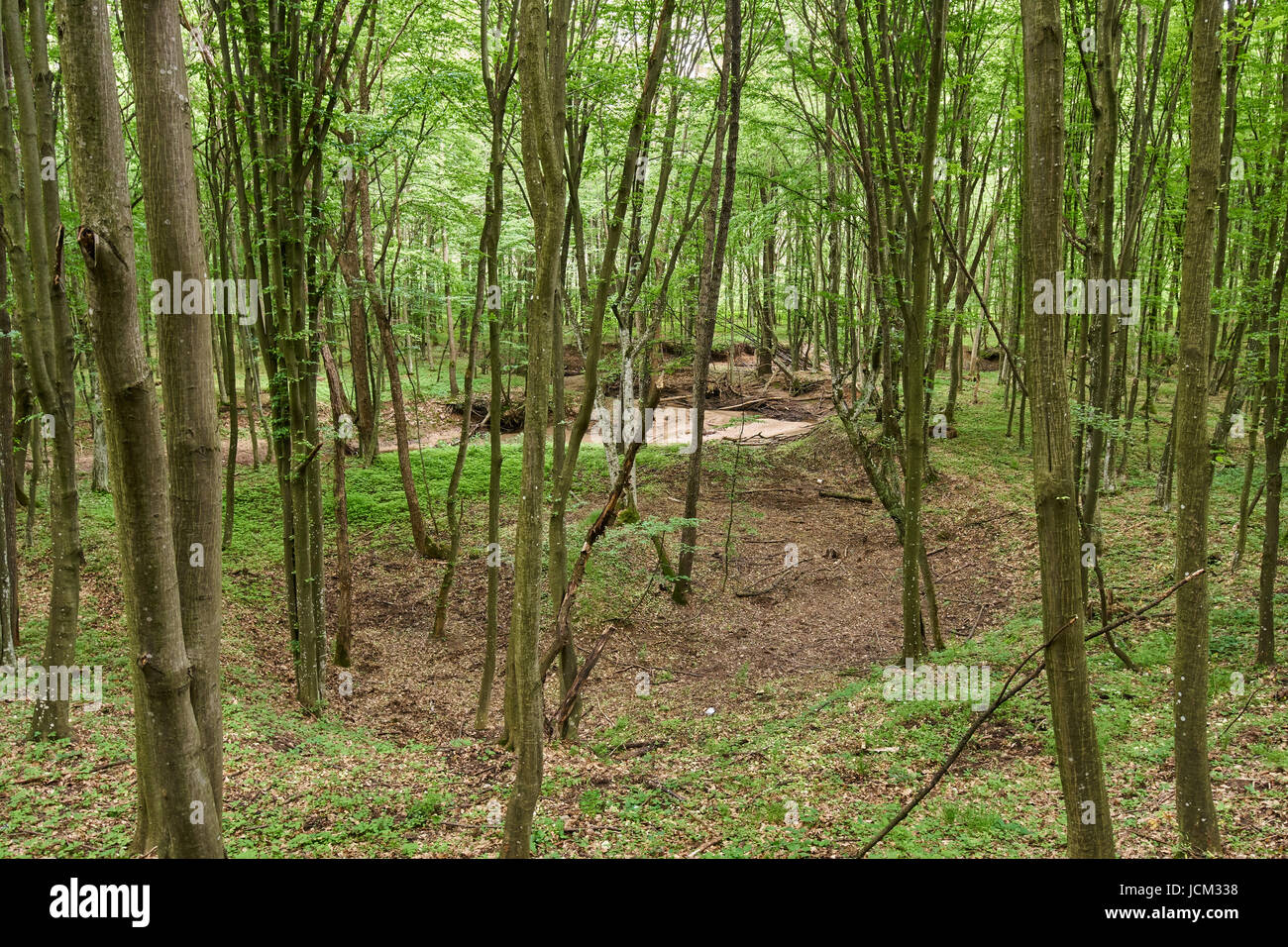 Landscape with various deciduous trees in a forest Stock Photo - Alamy