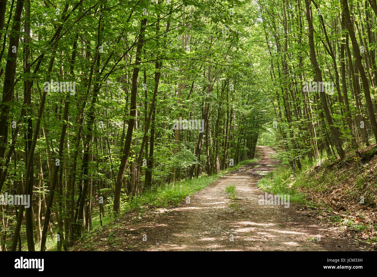 A gravel road going through a deciduous forest Stock Photo - Alamy