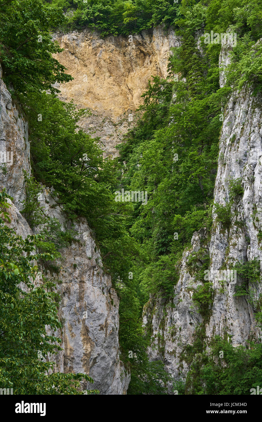 Aerial view of a deep canyon with cliffs covered in forest Stock Photo ...