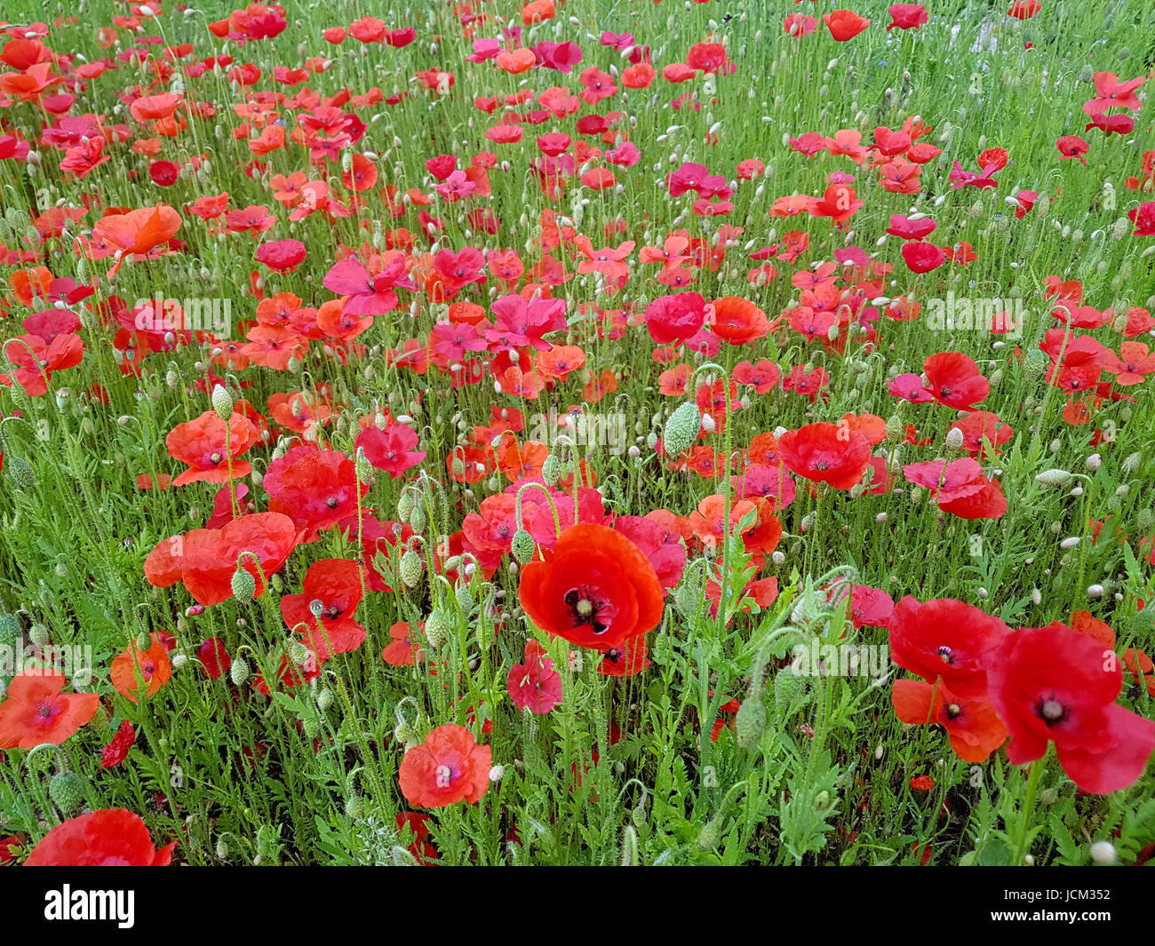 Klatschmohn; Papaver; rhoeas, Heilpflanze Stock Photo - Alamy