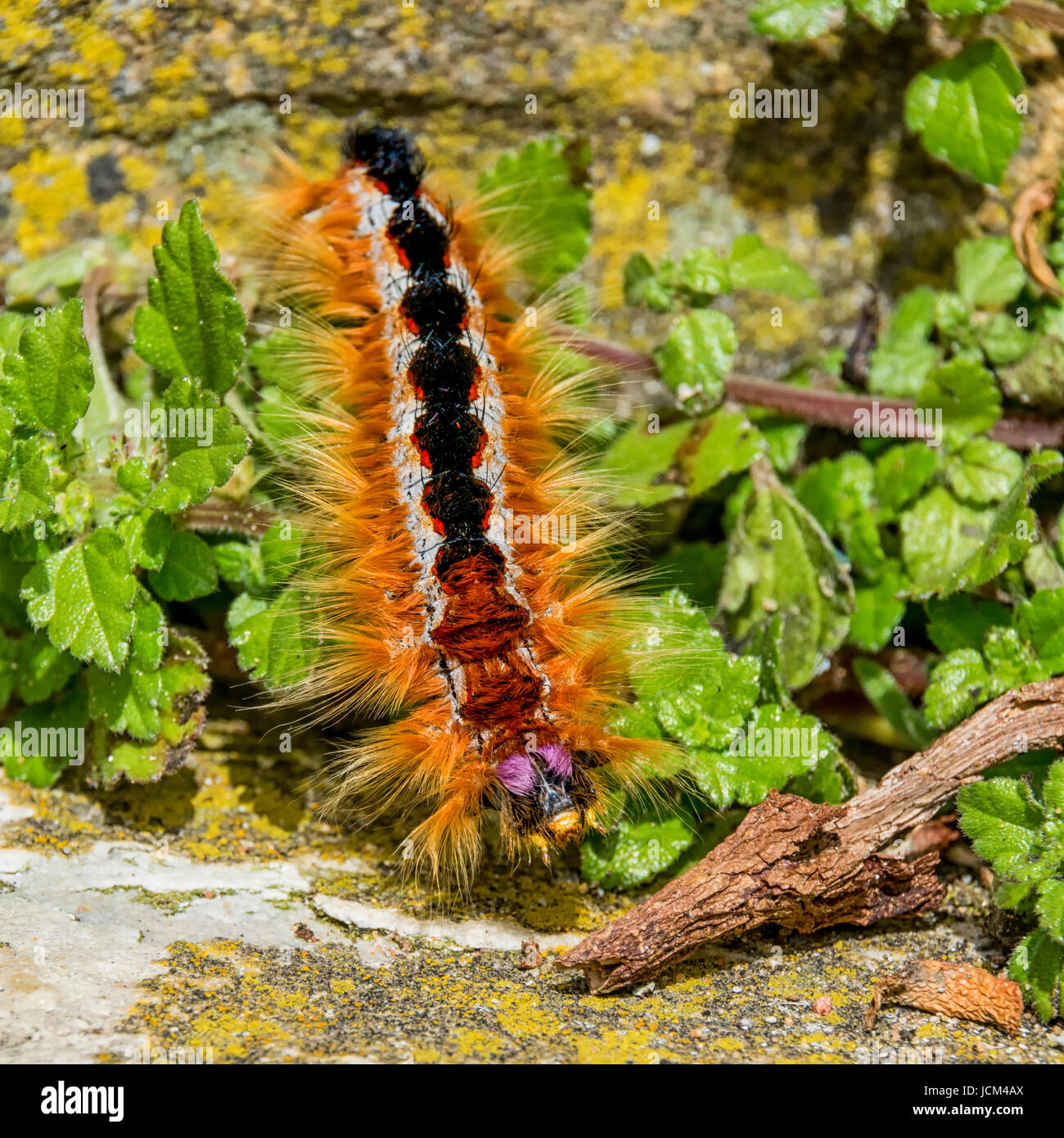 Orange african moth hi-res stock photography and images - Alamy