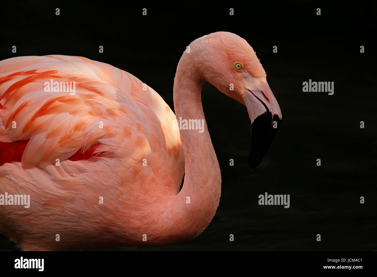 waterfowl landscape format Stock Photo - Alamy