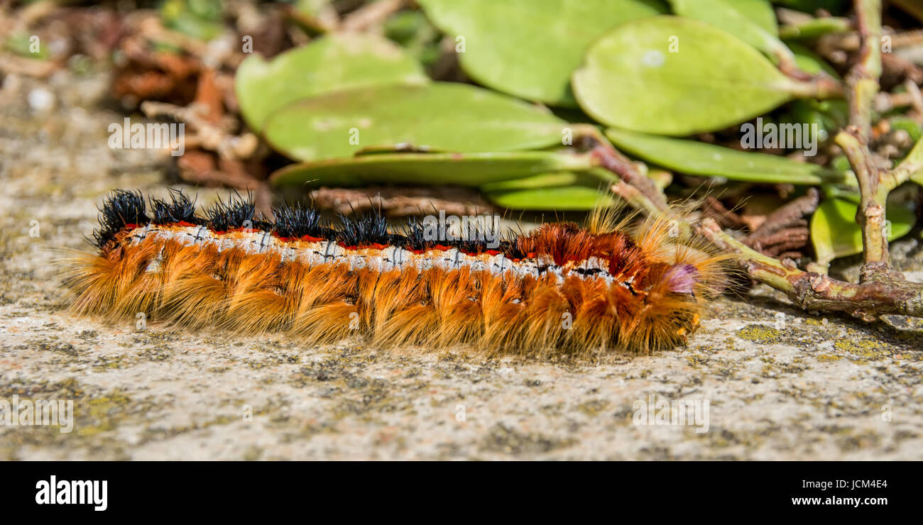 Orange african moth hi-res stock photography and images - Alamy
