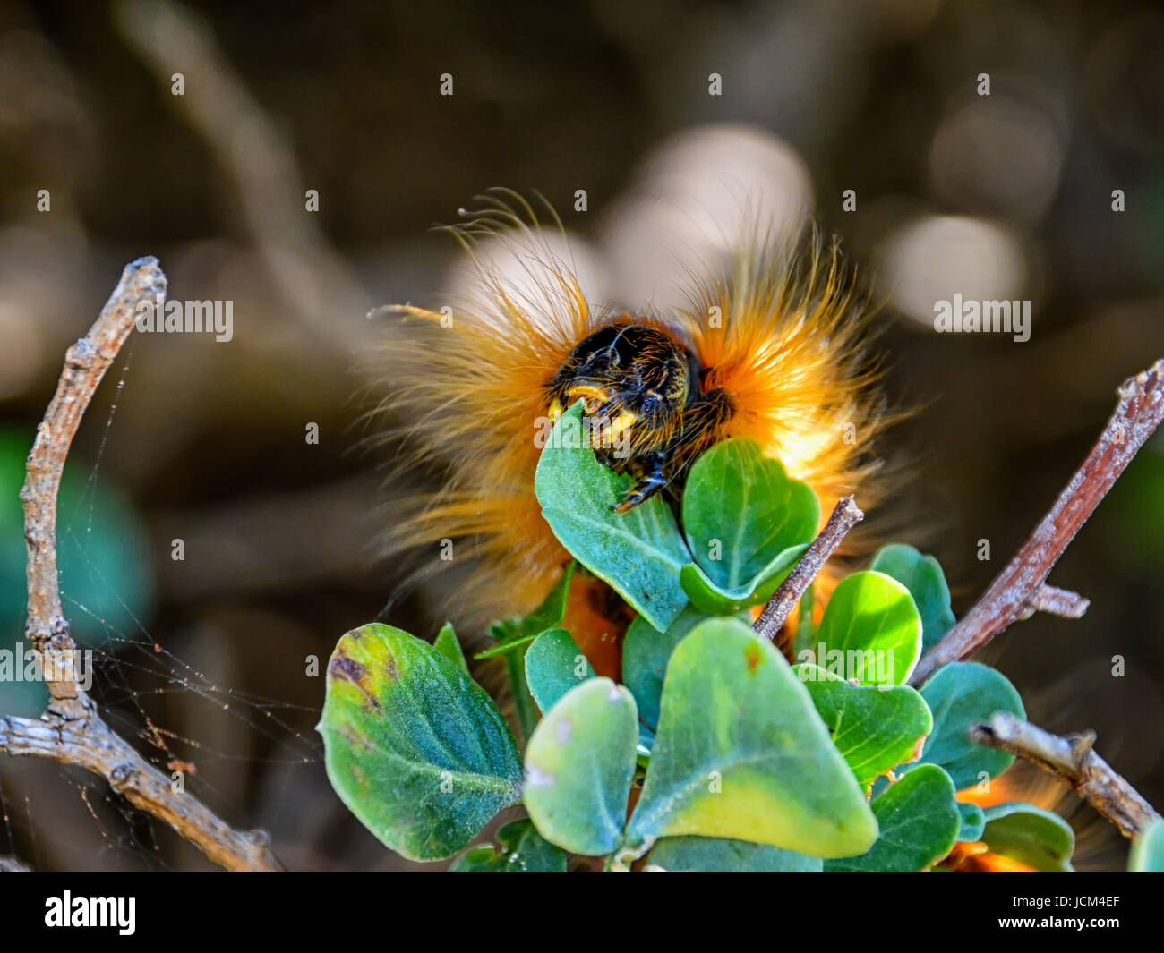 Caterpillars africa hi-res stock photography and images - Alamy