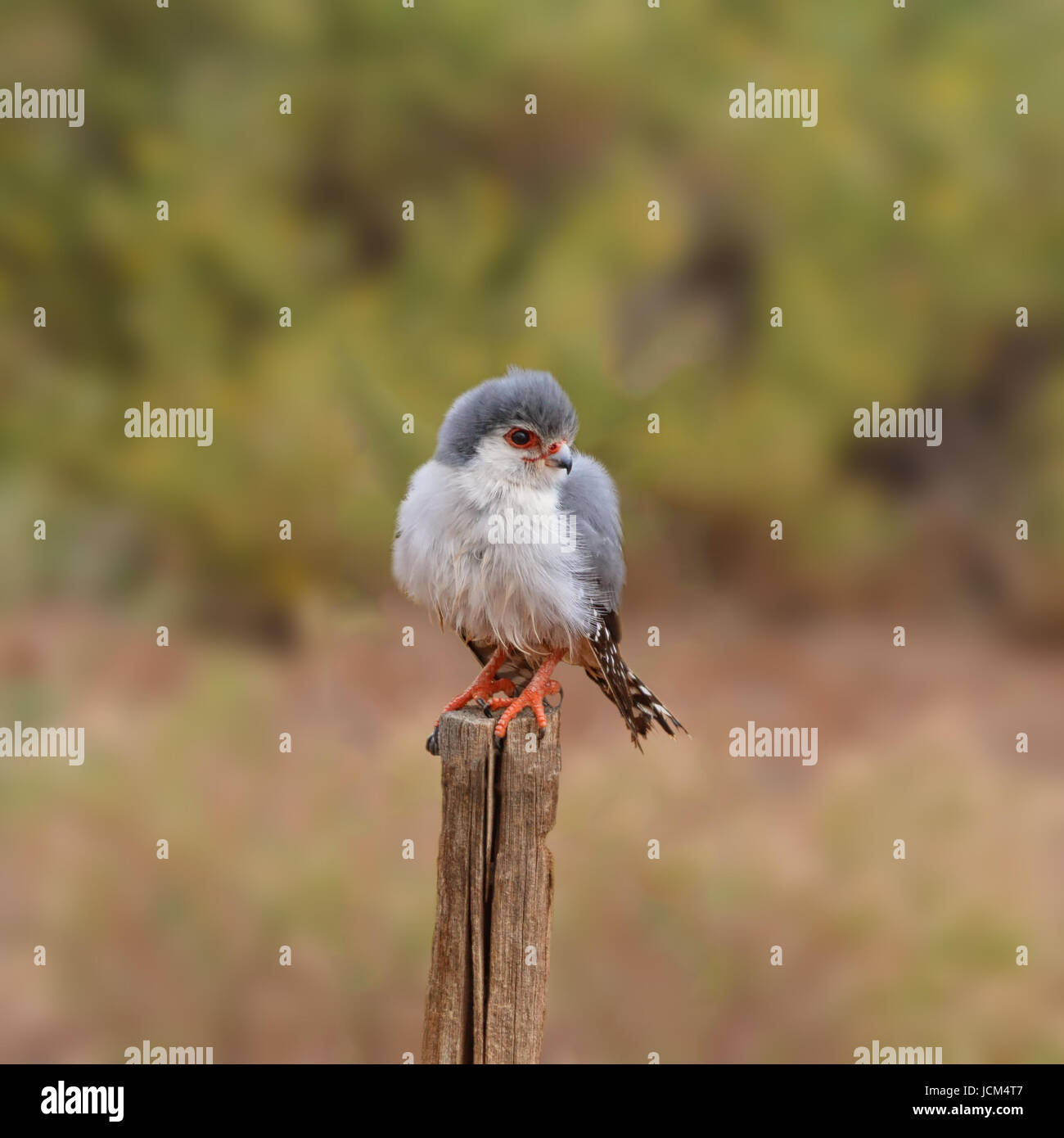 African Pygmy Falcons High Resolution Stock Photography and Images - Alamy