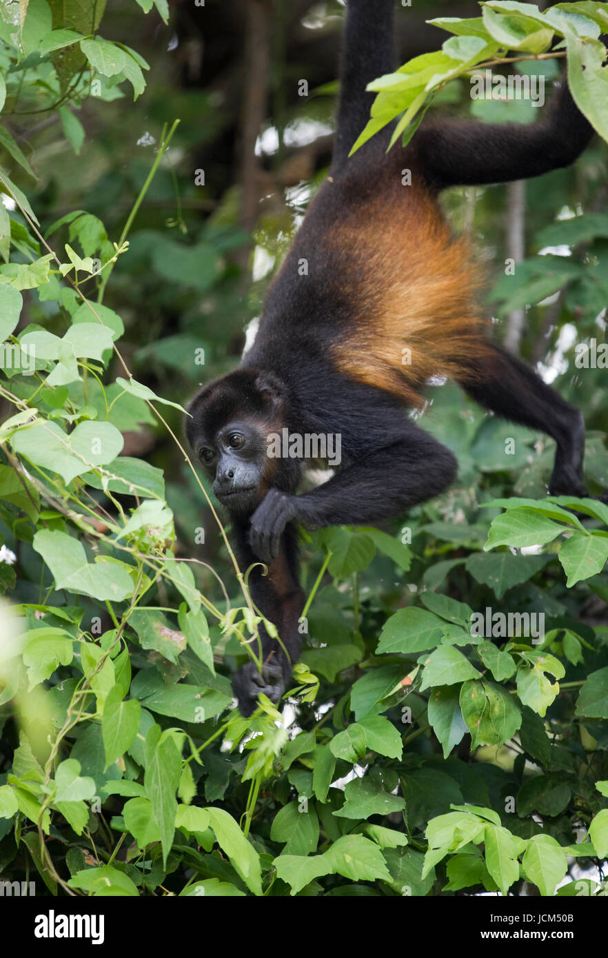 Howler Monkey in Costa Rica Stock Photo - Alamy