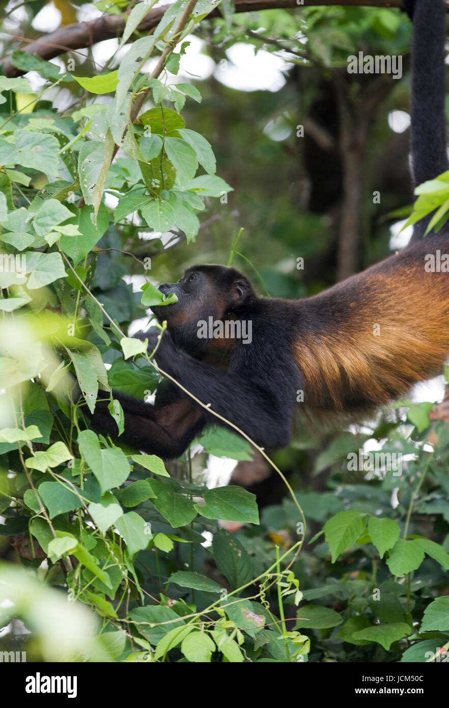 Howler Monkey in Costa Rica Stock Photo - Alamy