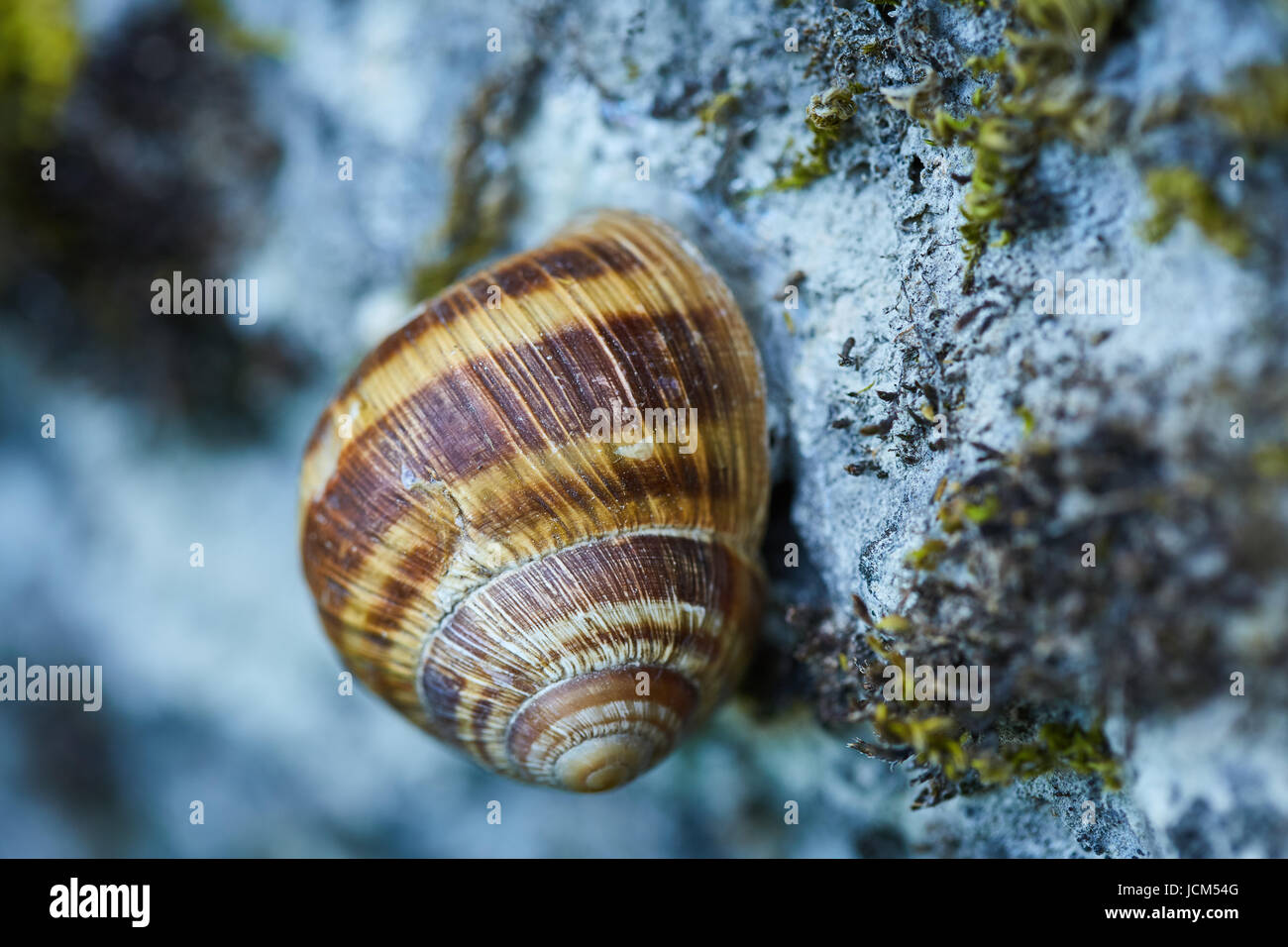 Mountain snail hi-res stock photography and images - Alamy