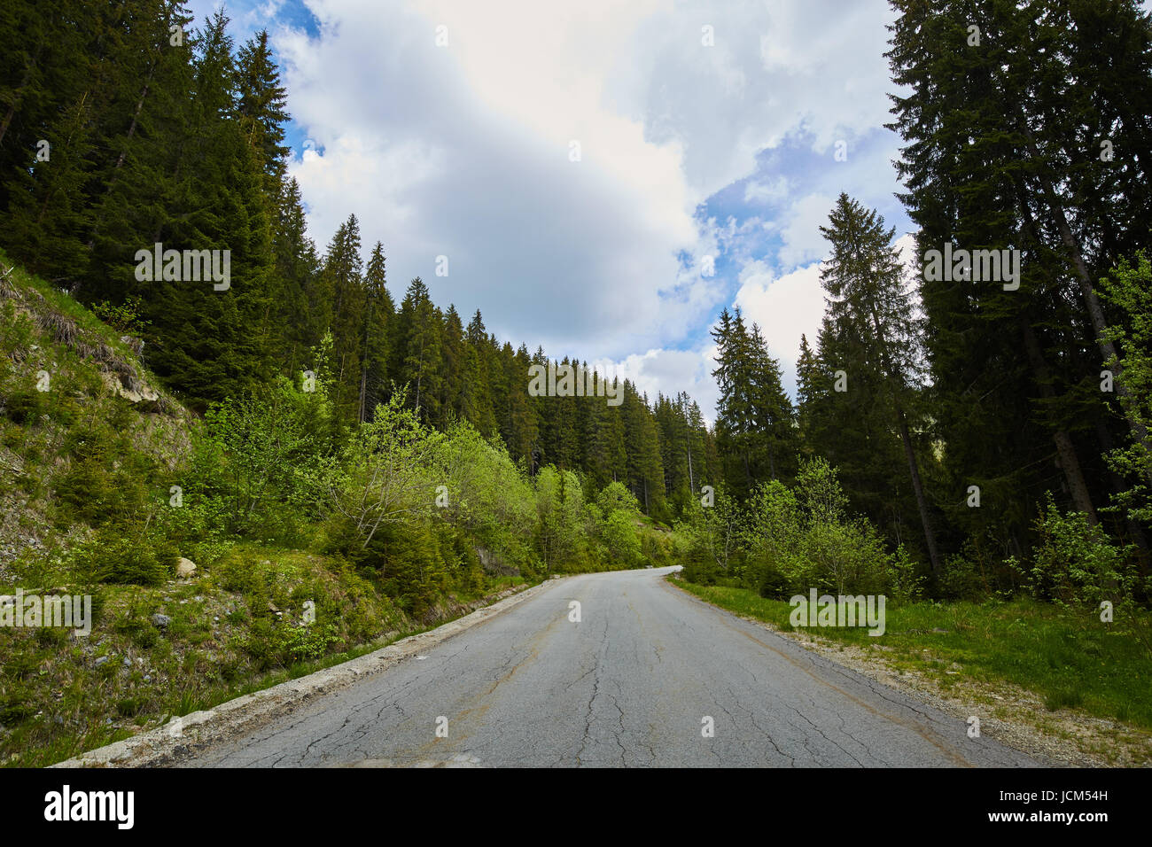 Landscape with a paved road going through forest Stock Photo - Alamy