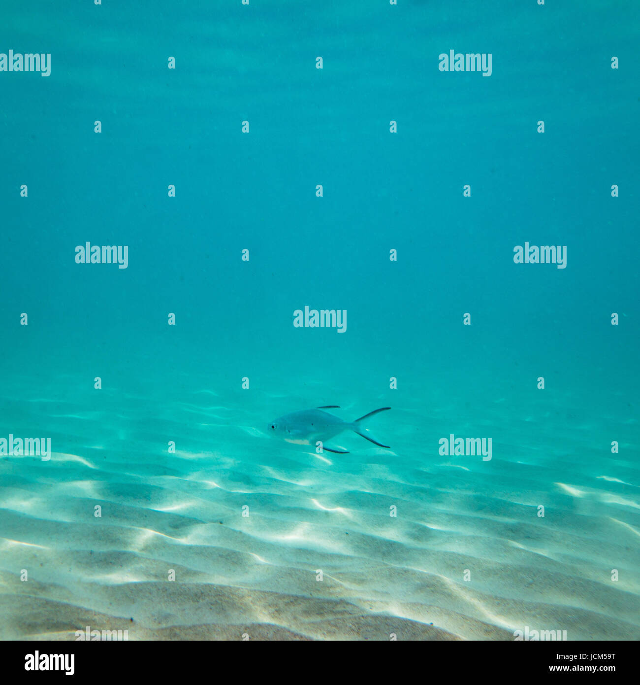 Beautiful underwater sea, ocean landscape background Stock Photo - Alamy