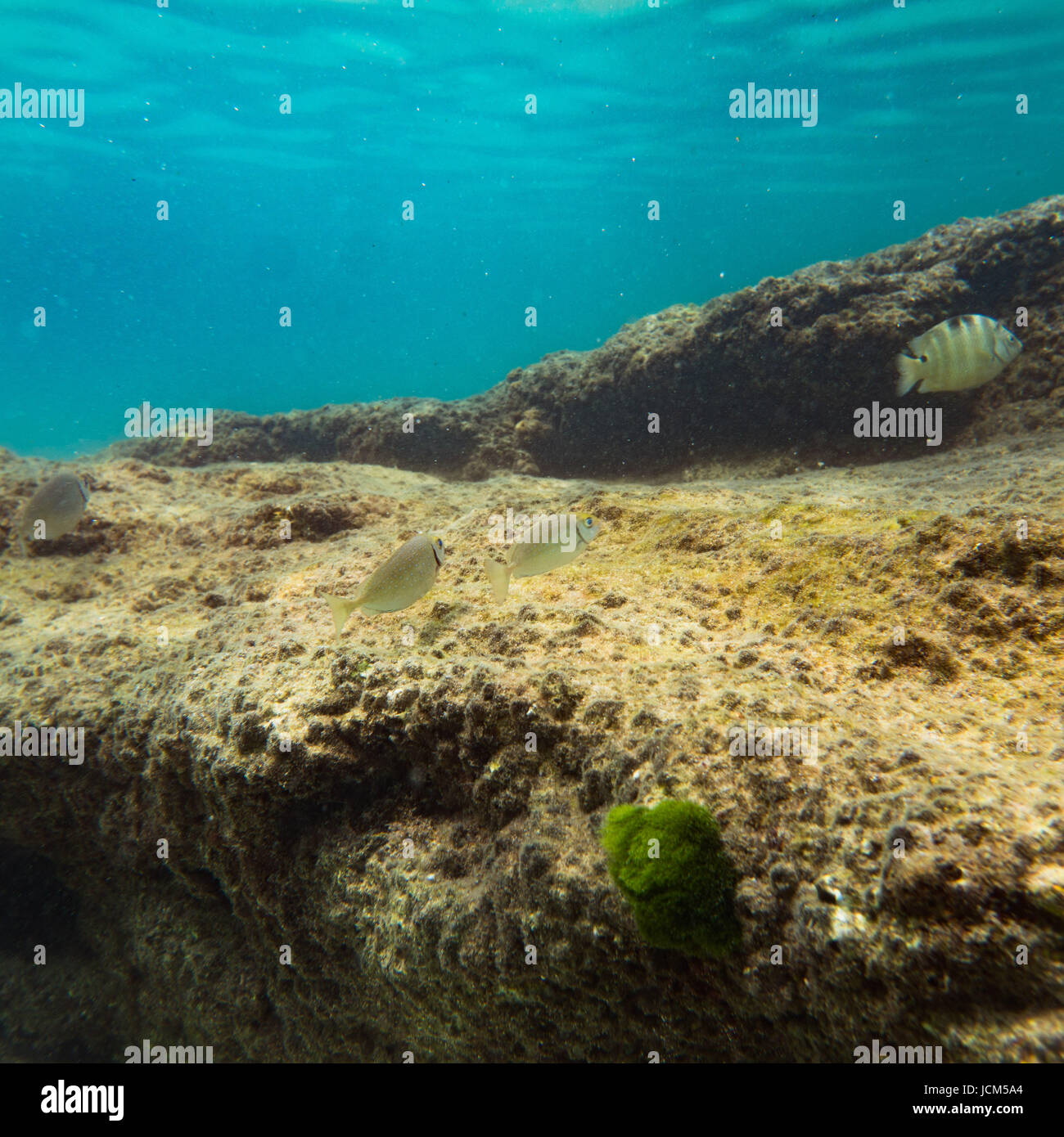 Beautiful underwater sea, ocean landscape background Stock Photo - Alamy