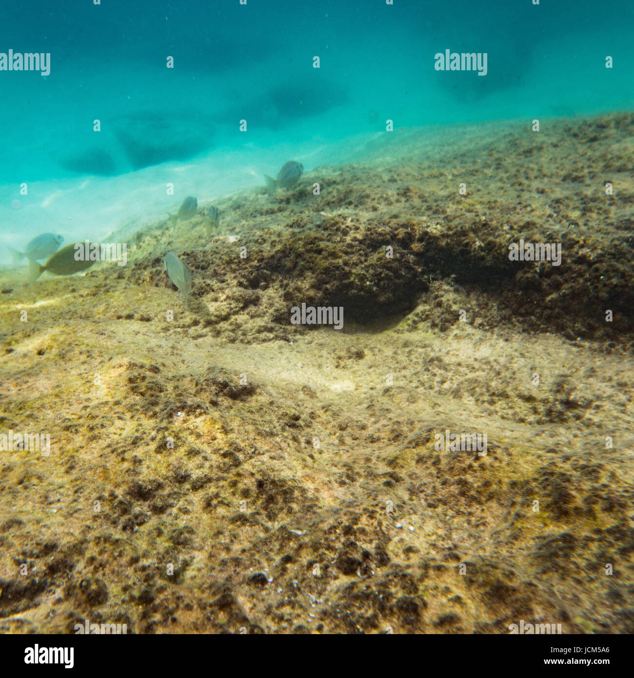 Beautiful underwater sea, ocean landscape background Stock Photo - Alamy