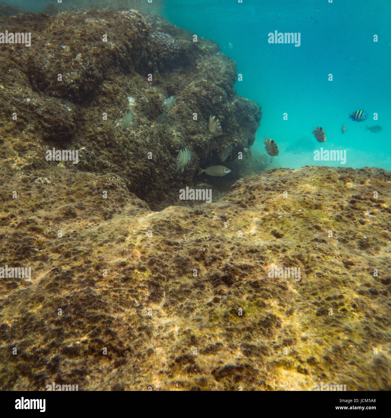 Beautiful underwater sea, ocean landscape background Stock Photo - Alamy