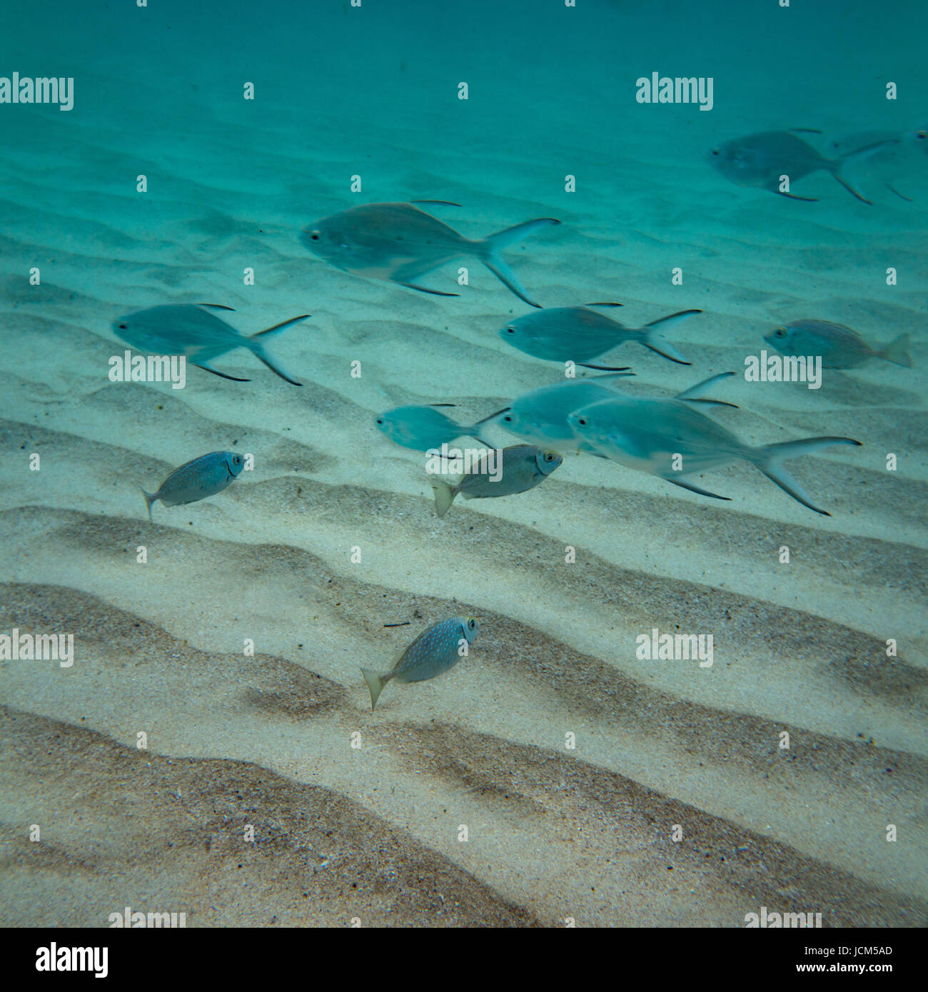 Beautiful underwater sea, ocean landscape background Stock Photo - Alamy