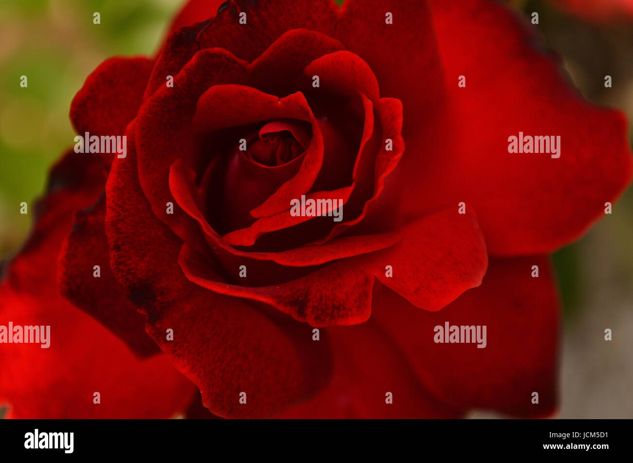 Close up of a red rose Stock Photo - Alamy