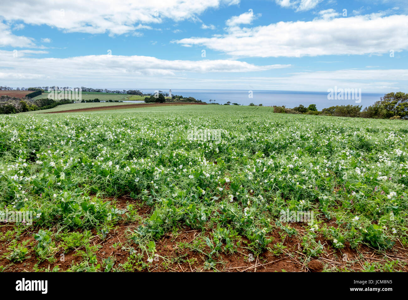 Farm Acerage Of Field Peas Growing As A Farm Field Crop Near Burnie ...