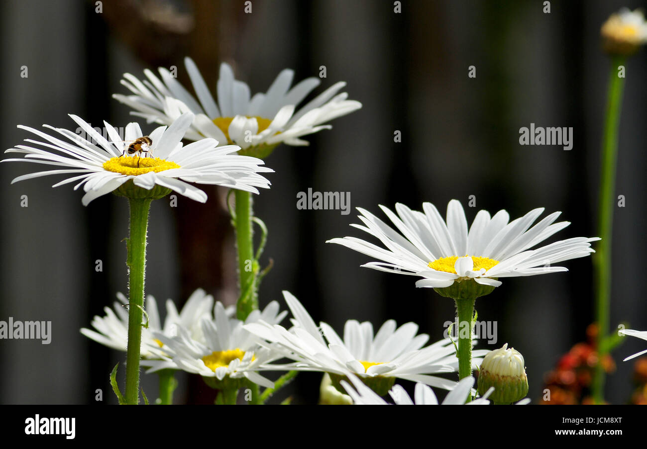 Garden of daisies close up Stock Photo - Alamy