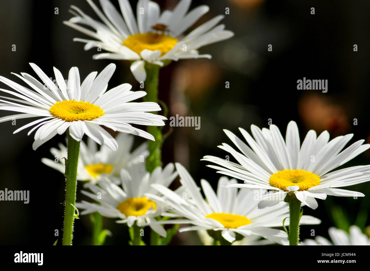 Garden of daisies close up Stock Photo - Alamy