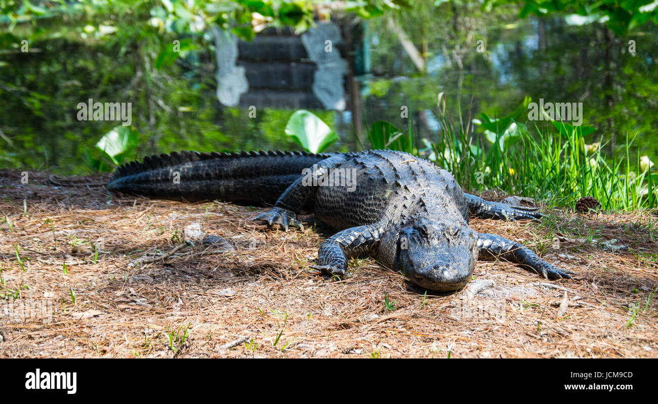 Okefenokee swamp hi-res stock photography and images - Alamy