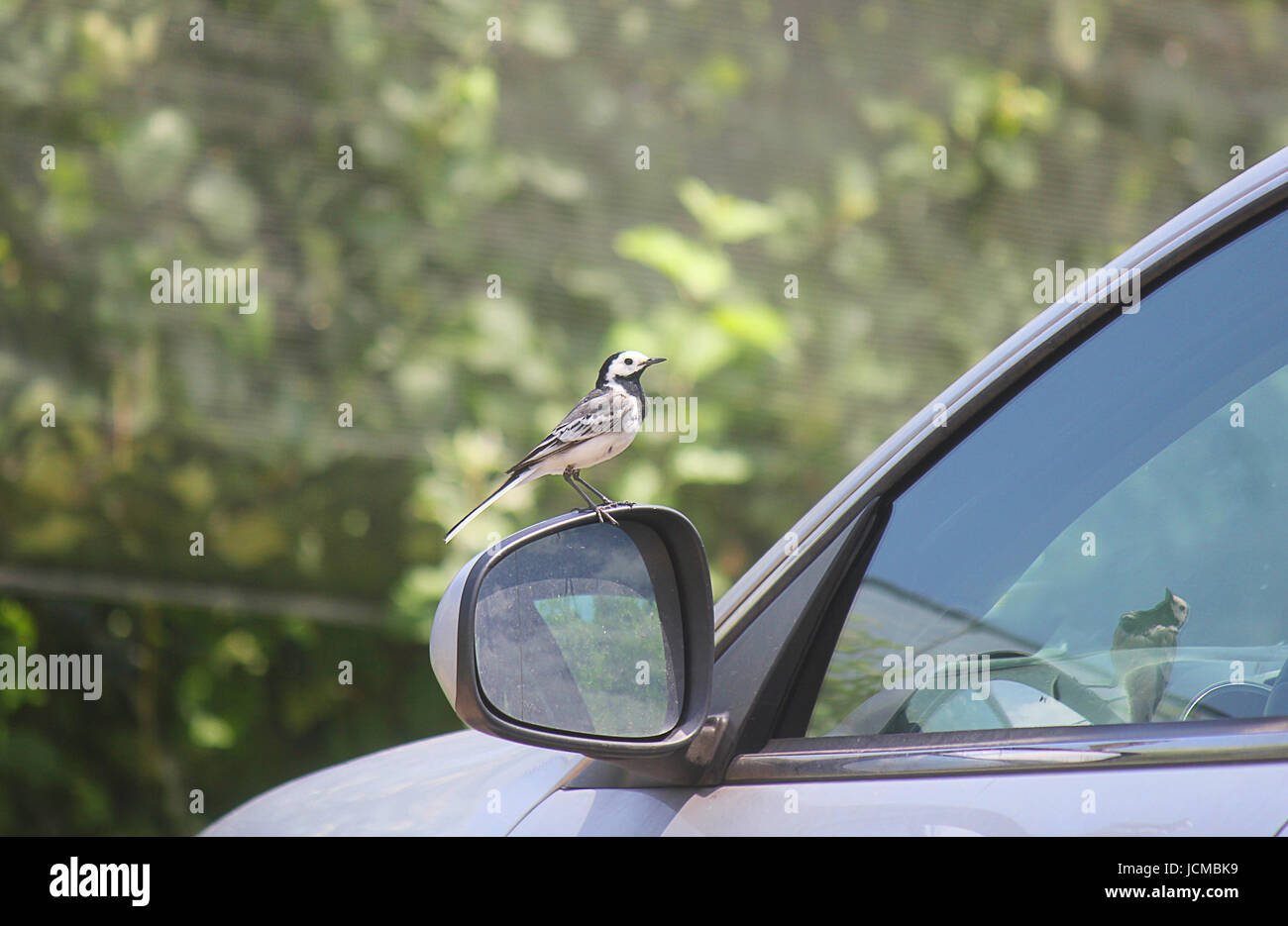 a bird on the rear mirror of the car Stock Photo - Alamy