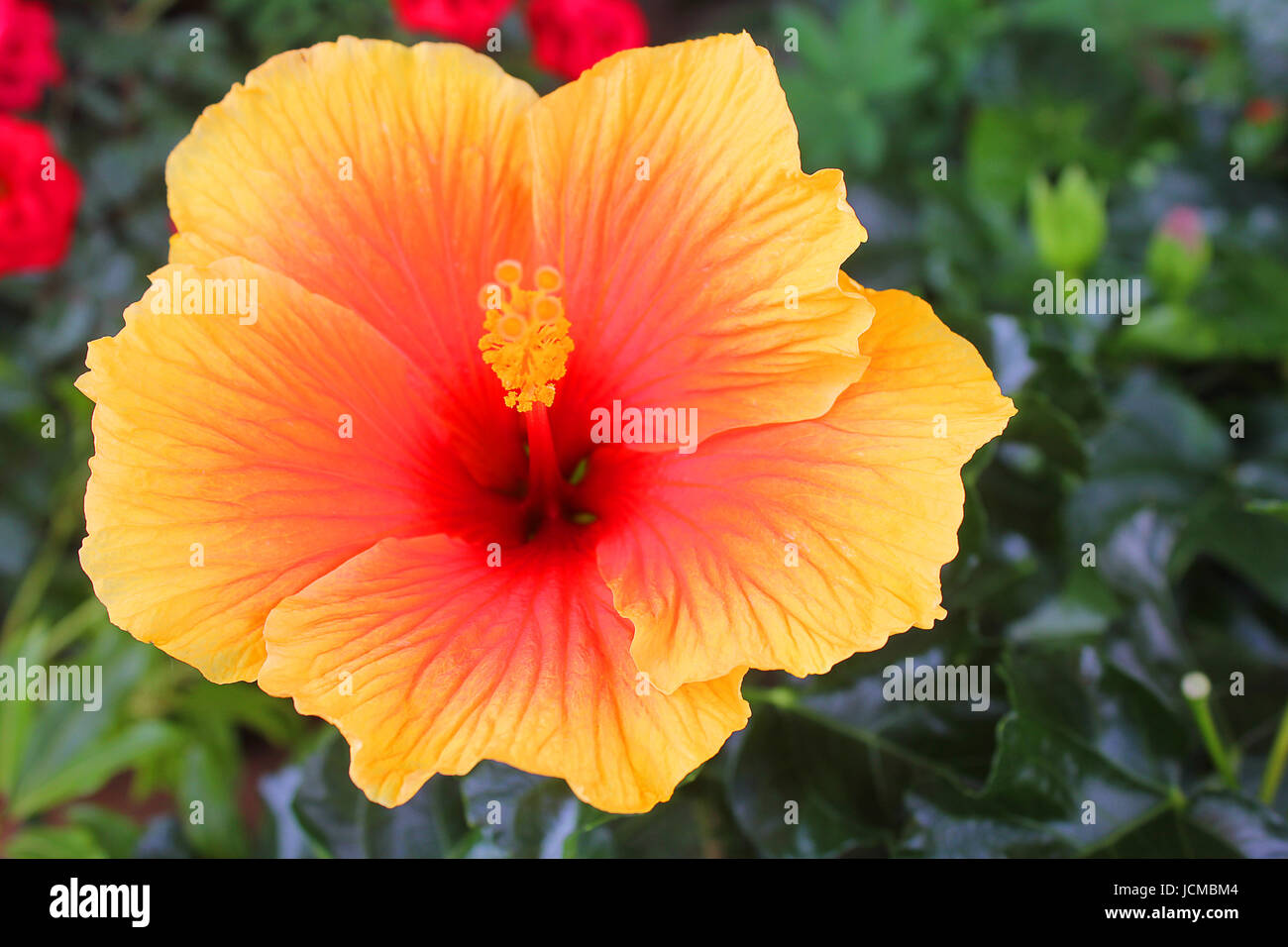 an ibiscus flower in the garden Stock Photo - Alamy