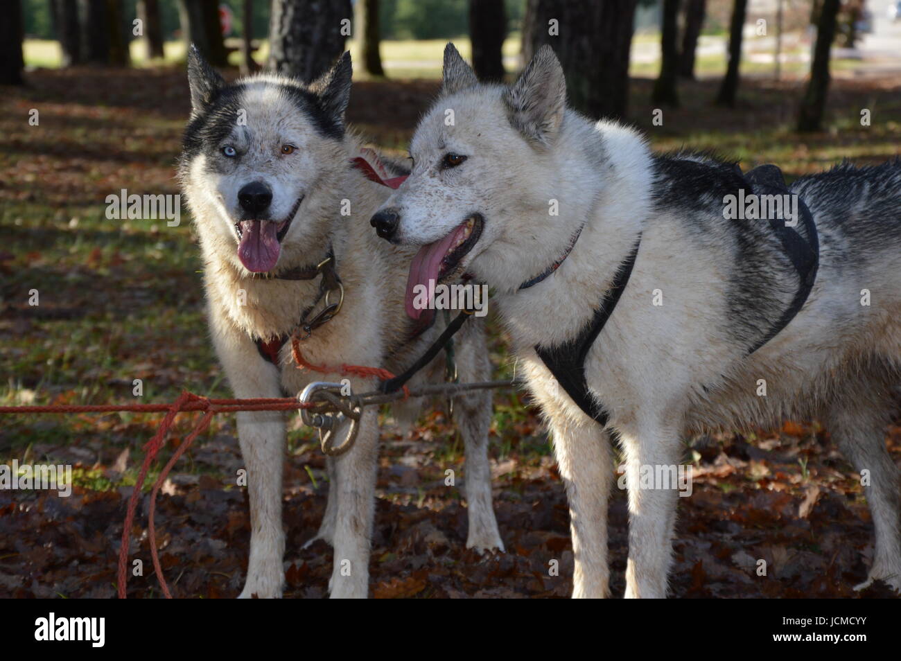 Fun with sled dogs hi-res stock photography and images - Alamy