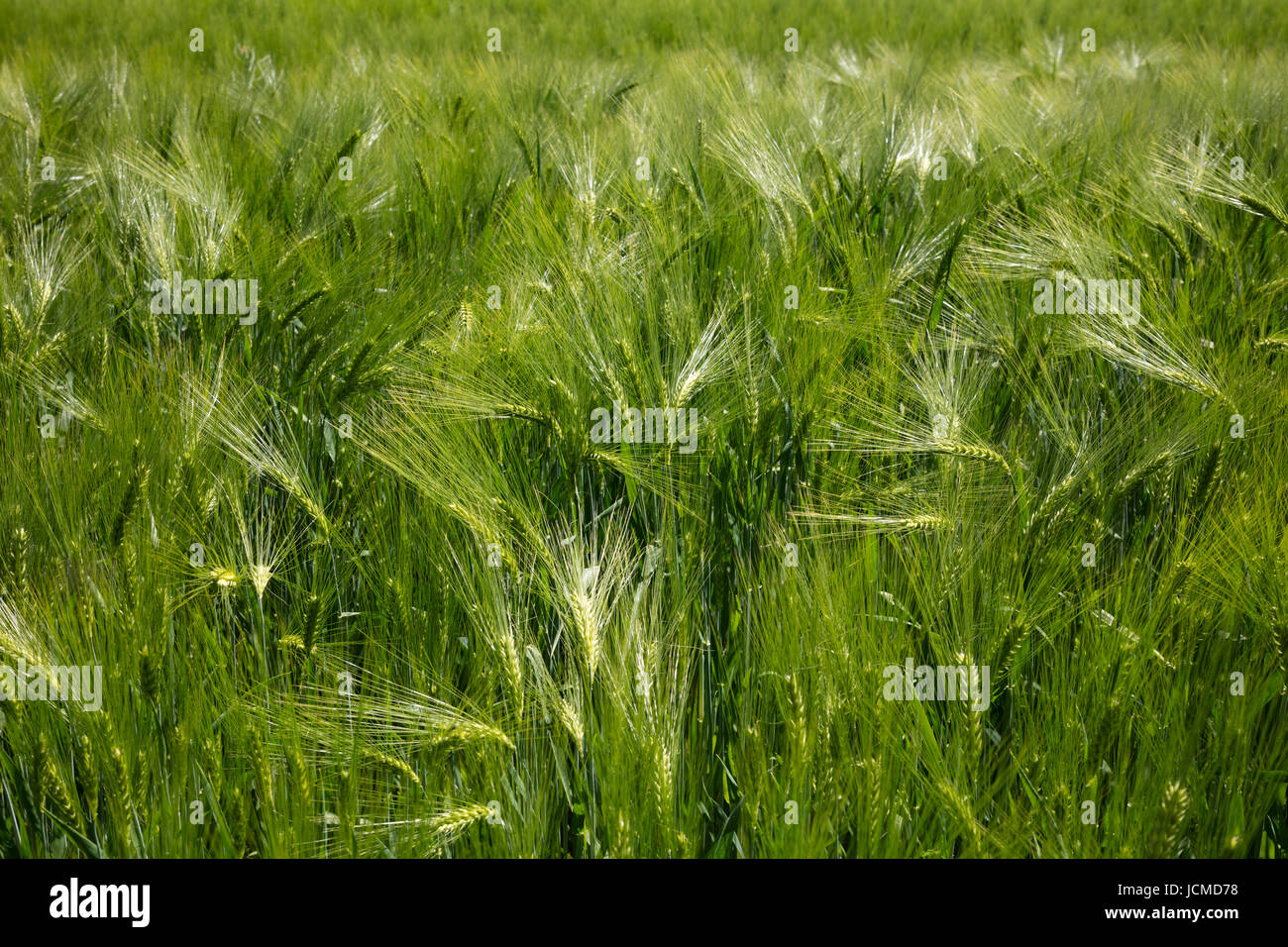 Grainfields hi-res stock photography and images - Alamy