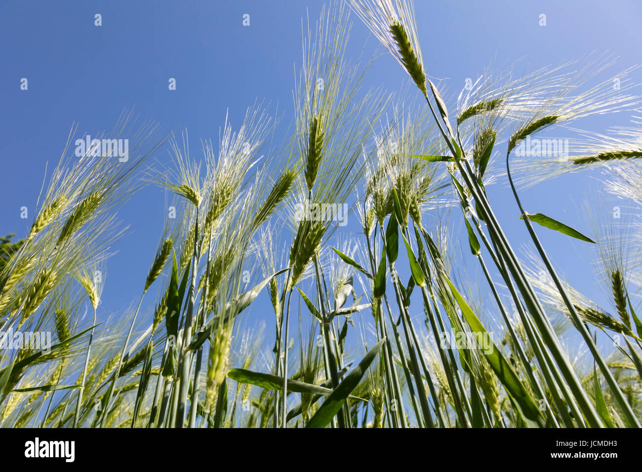 Blue sky and grainfield hi-res stock photography and images - Alamy