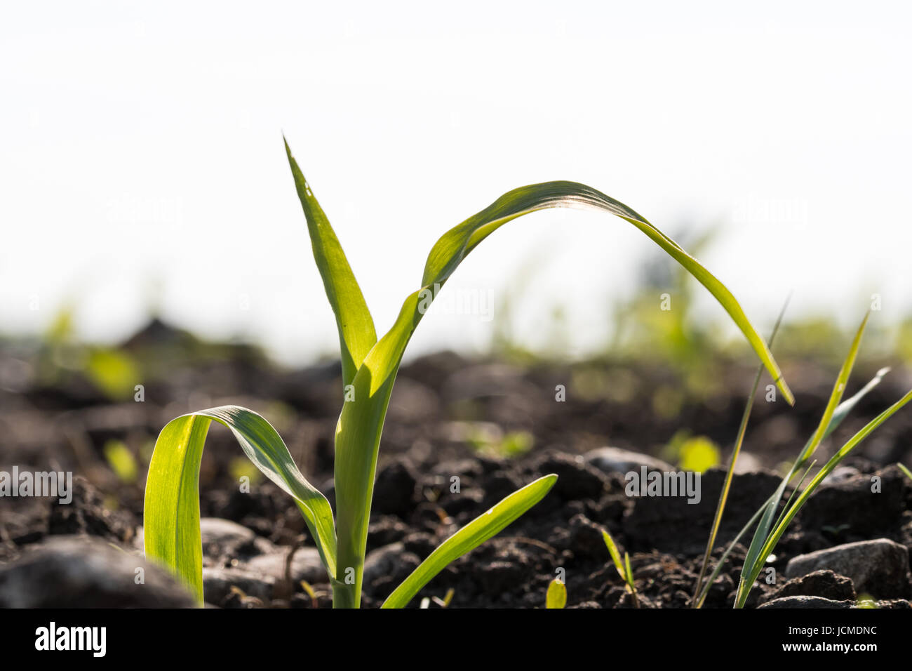 Growing corn seedling close up in a farmers field Stock Photo - Alamy