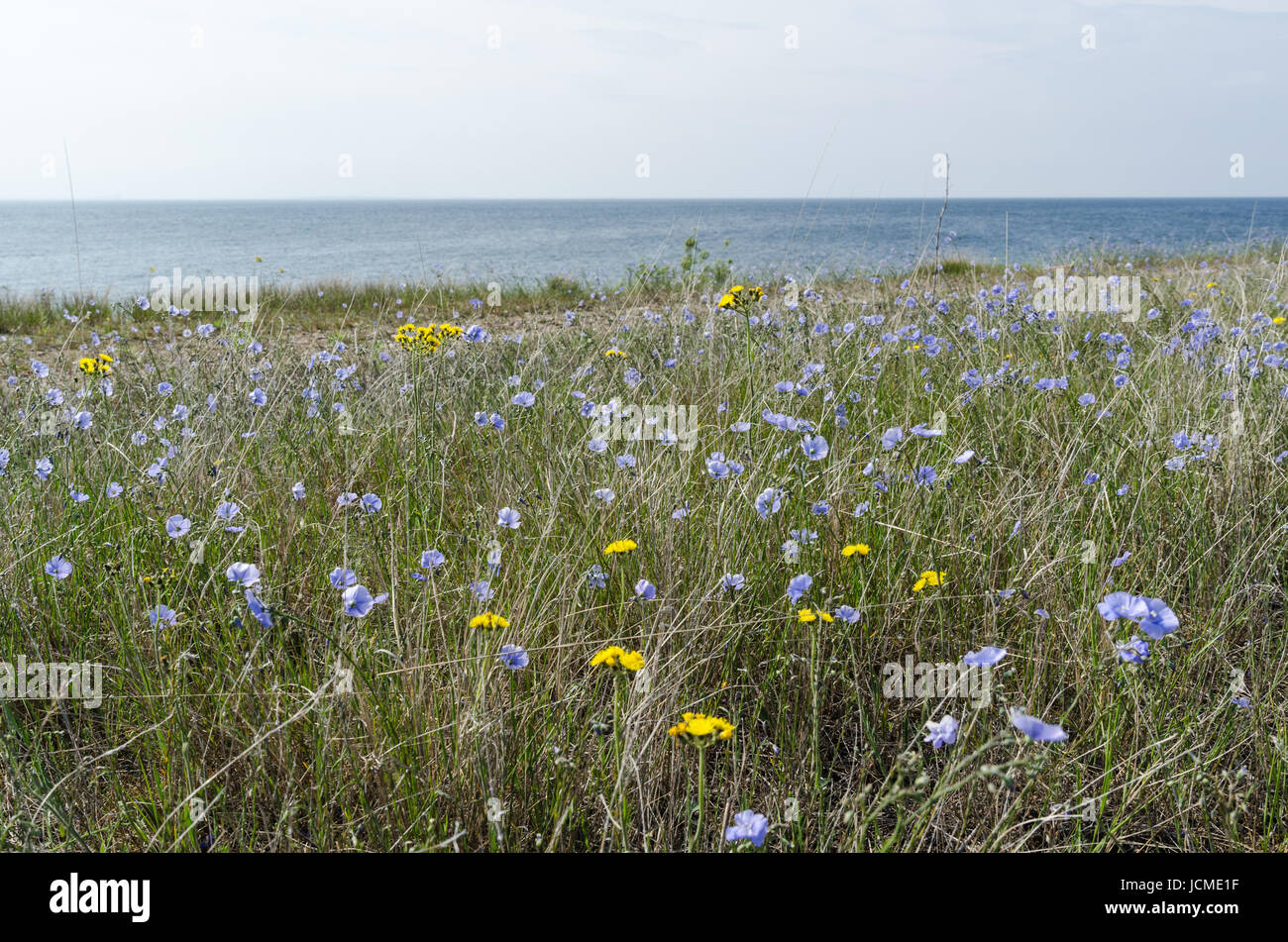 Wild growing blue flax flowers by the coast of the swedish island Oland ...