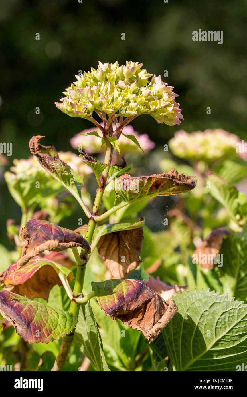 Disease of hydrangea due to frozen winter close up Stock Photo - Alamy