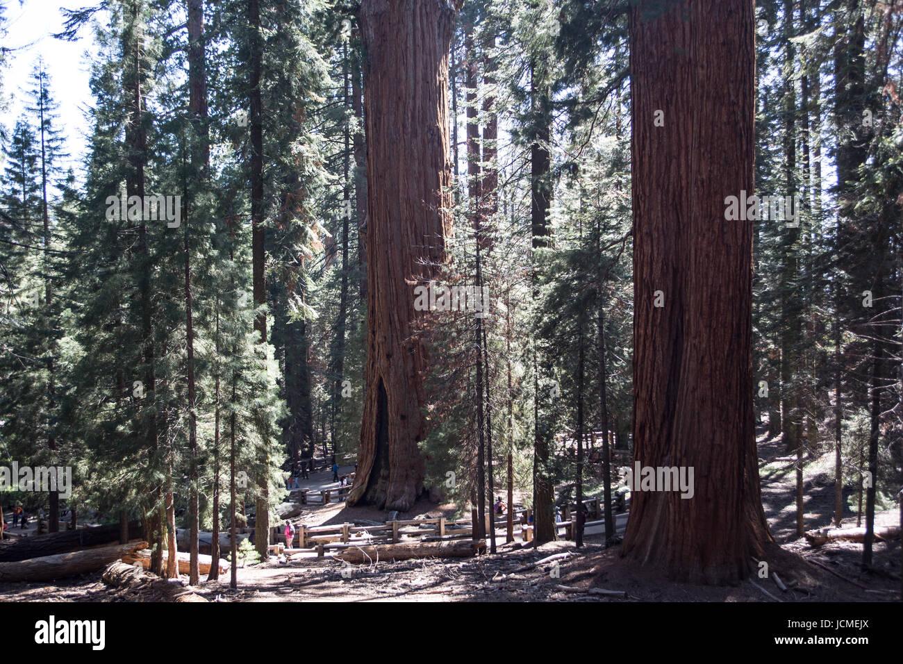 Sequoia and kings canyon parks hi-res stock photography and images - Alamy