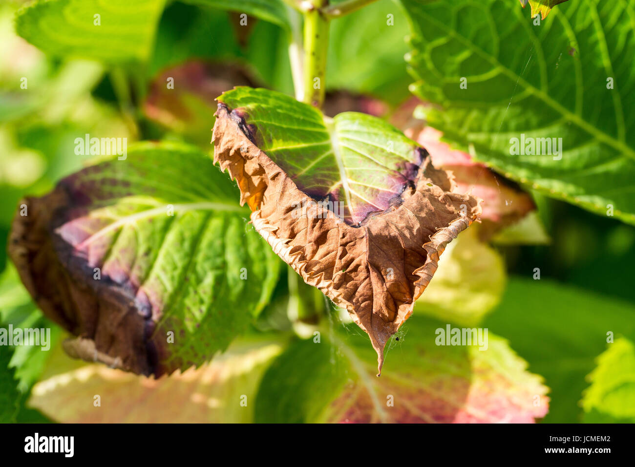 Disease of hydrangea due to frozen winter close up Stock Photo - Alamy