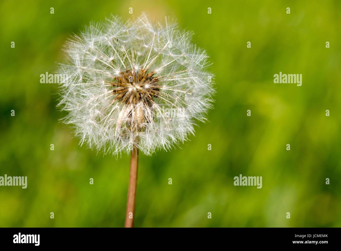 The common dandelion in the field Stock Photo - Alamy