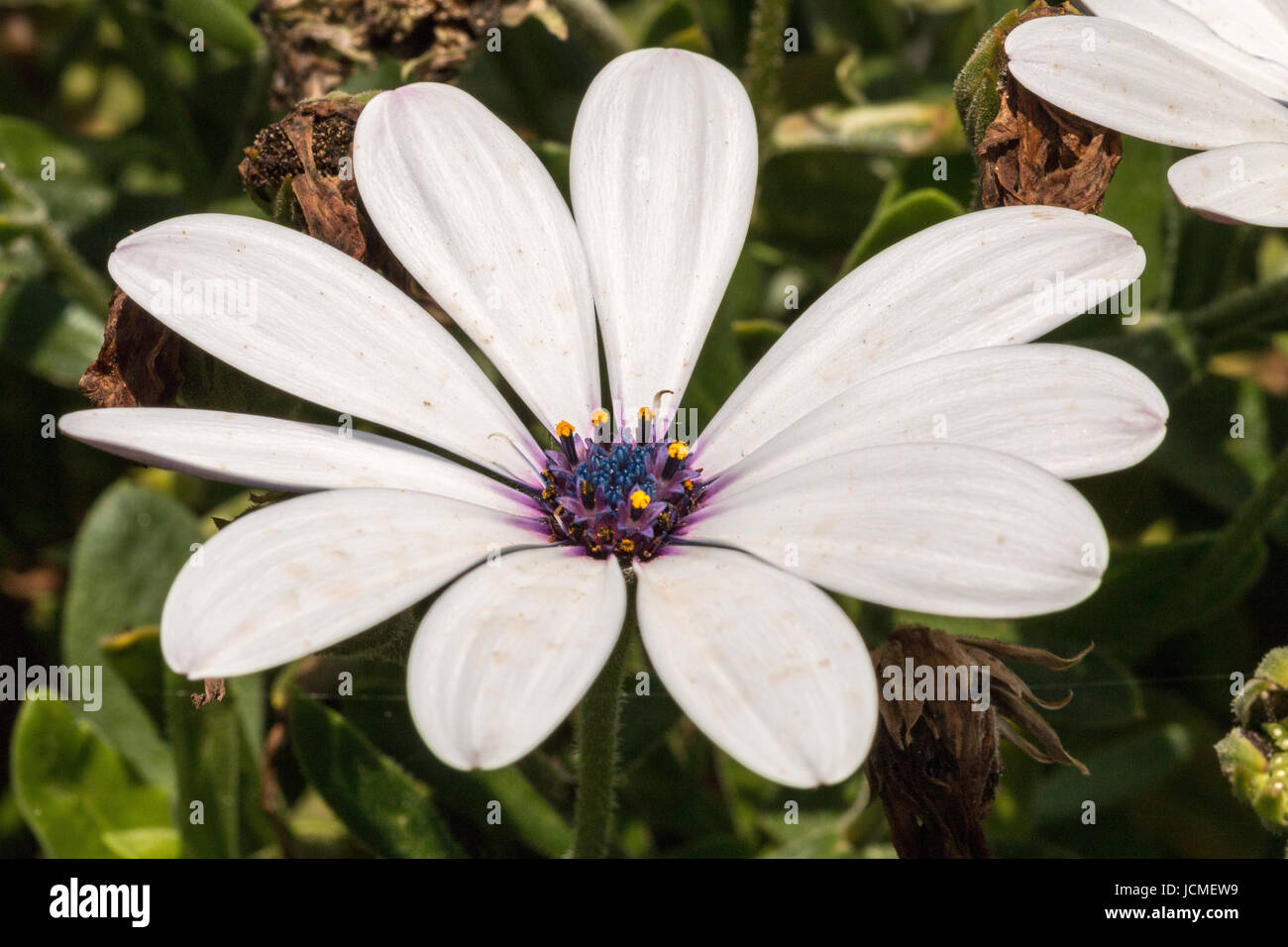 Big daisy hi-res stock photography and images - Alamy