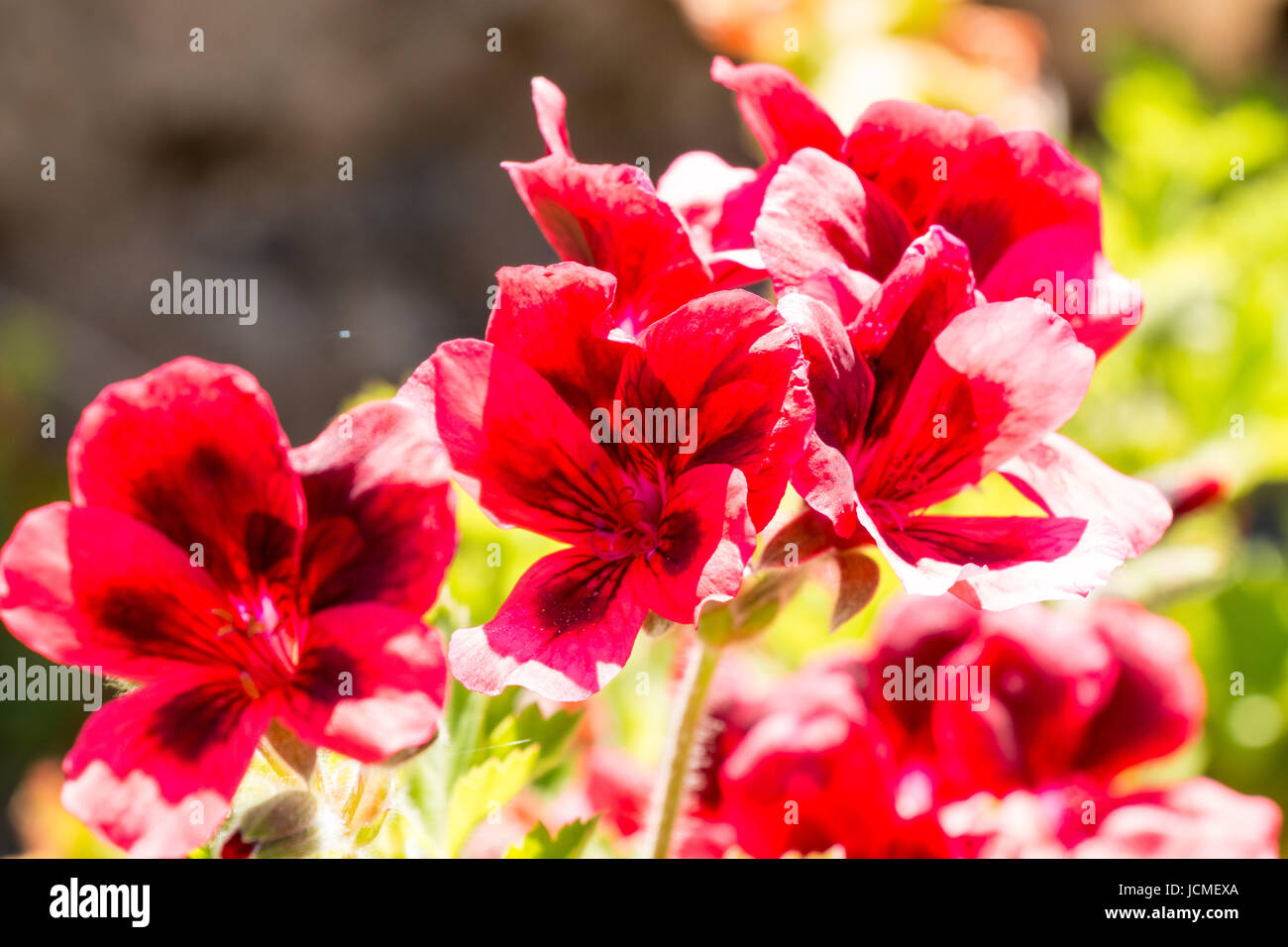 Red flowers with black spots Stock Photo - Alamy