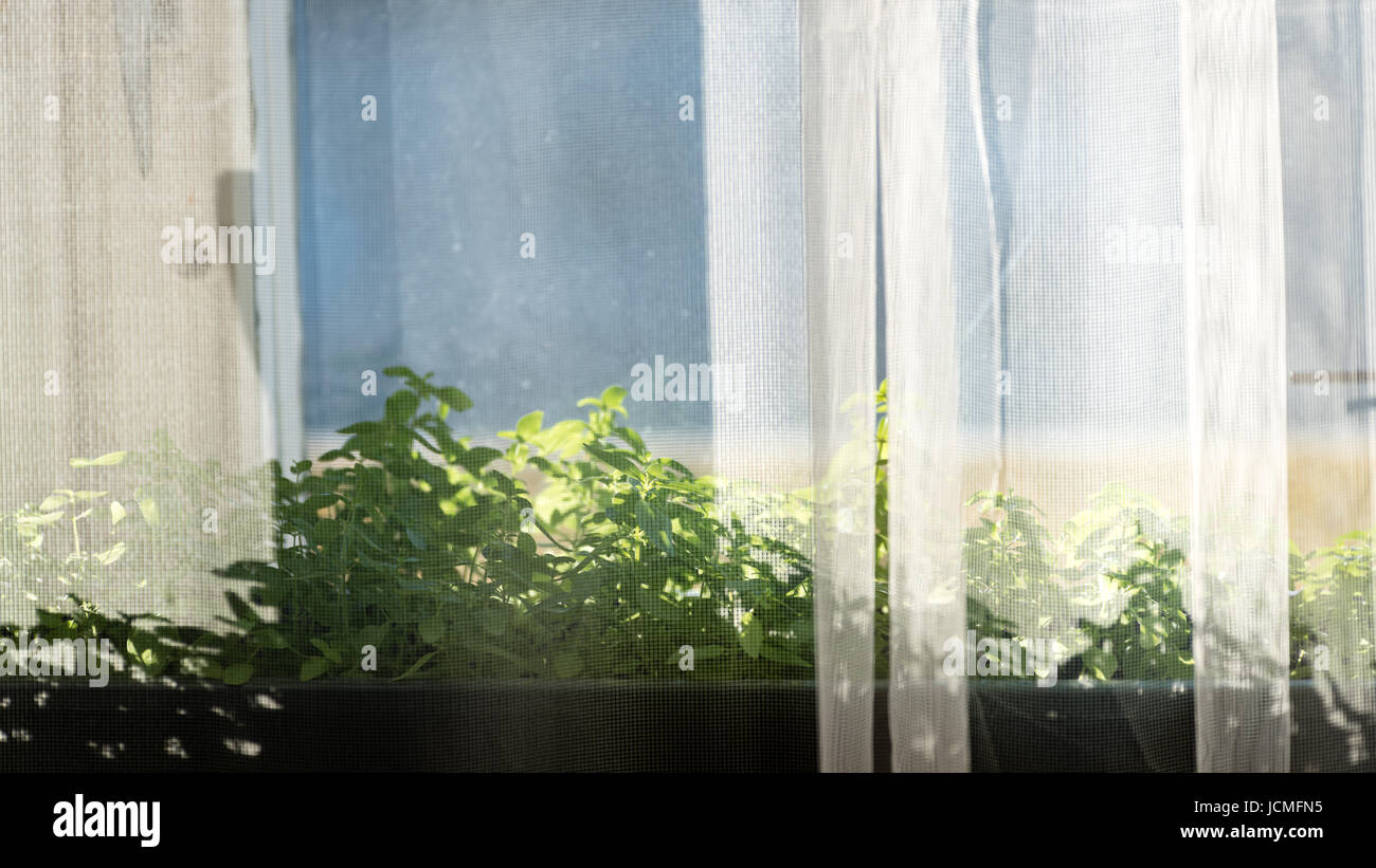 colorful flowers on the window background / natural ecological greeting ...