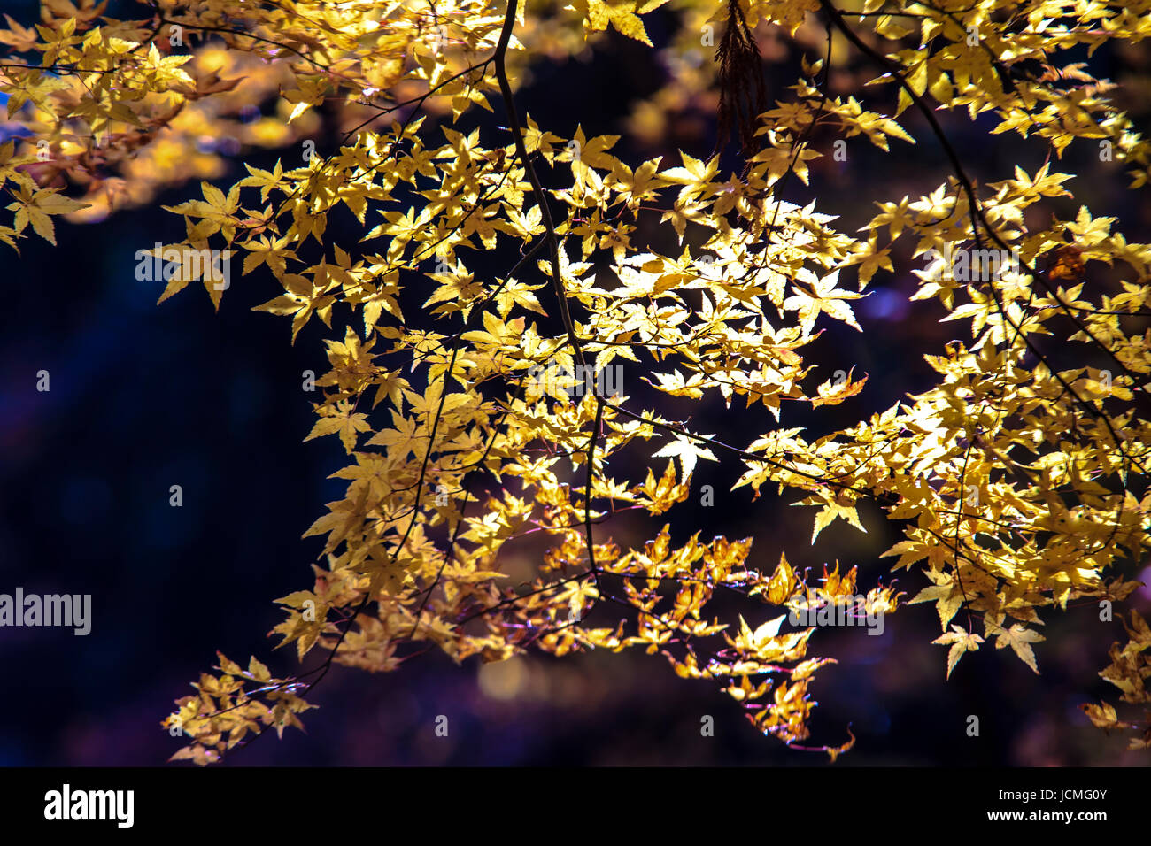 Tanzan Shrine at fall for adv or others purpose use Stock Photo - Alamy